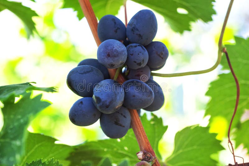Large Bunches of Grapes in the Vineyard. Caring for Grape Bushes Stock ...