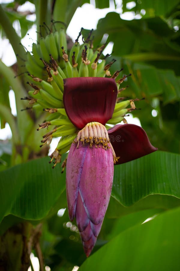 Large Burgundy Banana Flower on a Tree in the Tropics Stock Image ...