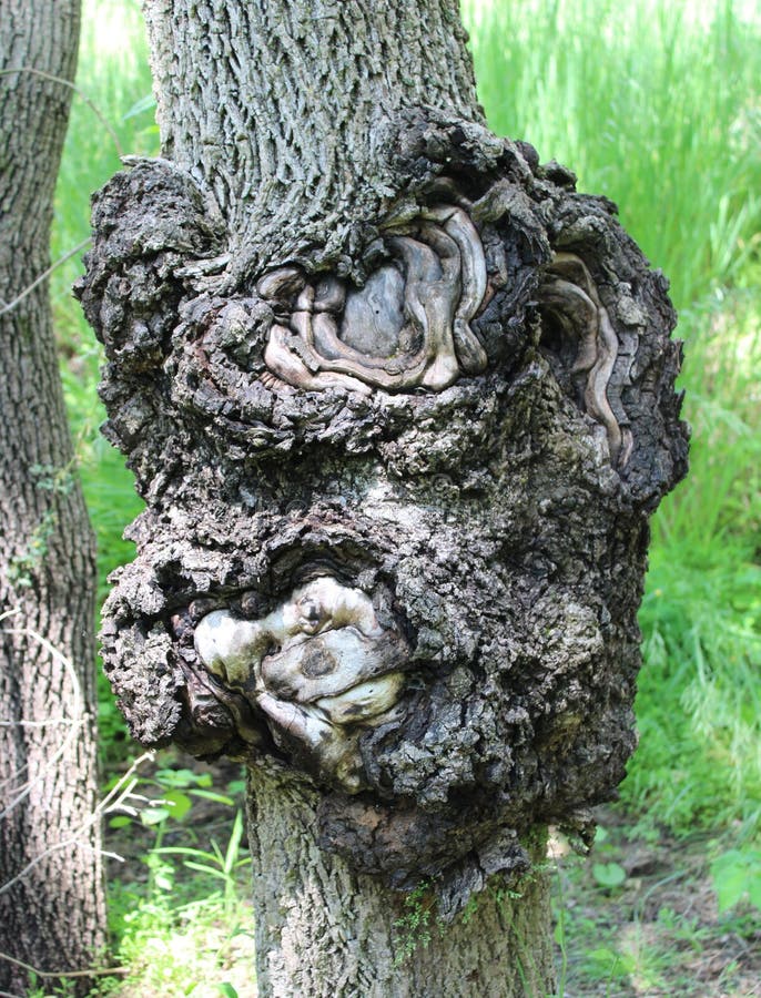 A Large Burl in the Trunk of a Black Walnut Tree Stock Photo - Image of ...