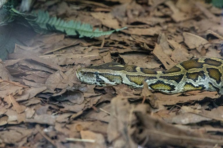 Large Burmese Python Called Python Bivittatus Stock Photo - Image of ...