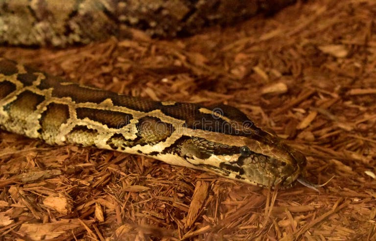 Large Burmese Python with Its Snake Out Stock Image - Image of ...