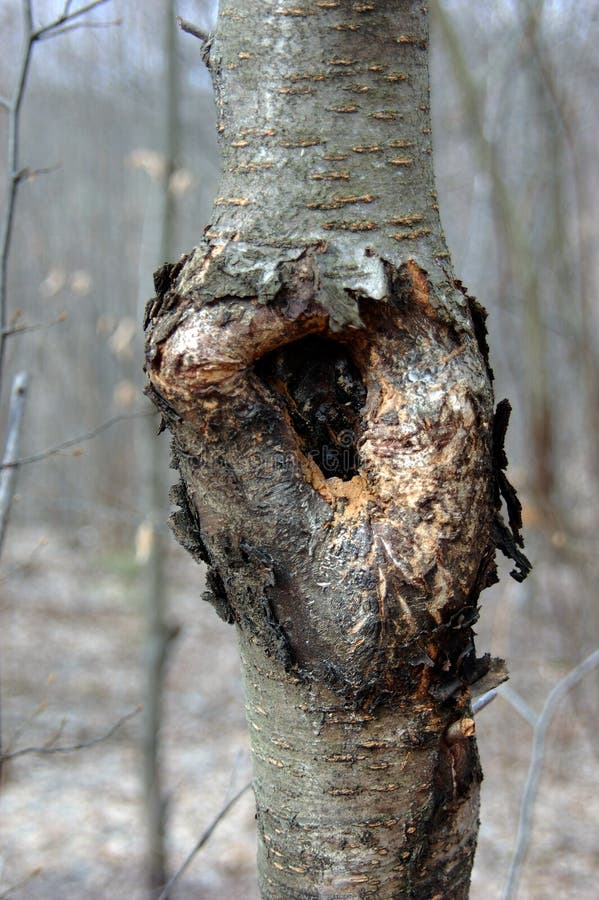 A Large Burr or Burl on the Trunk of a Birch in the Forest Stock Image ...