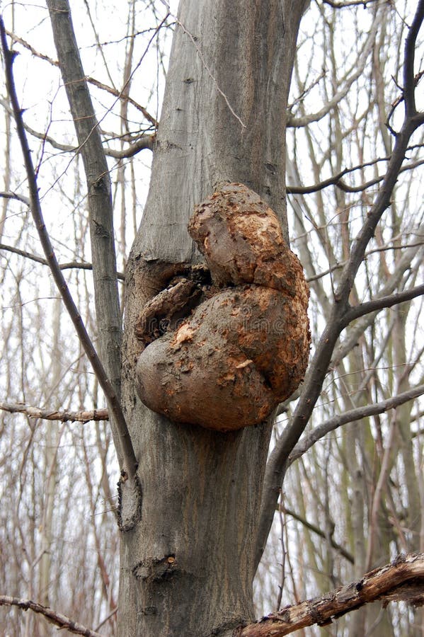 A Large Burr or Burl on the Trunk of a Birch in the Forest Stock Image ...