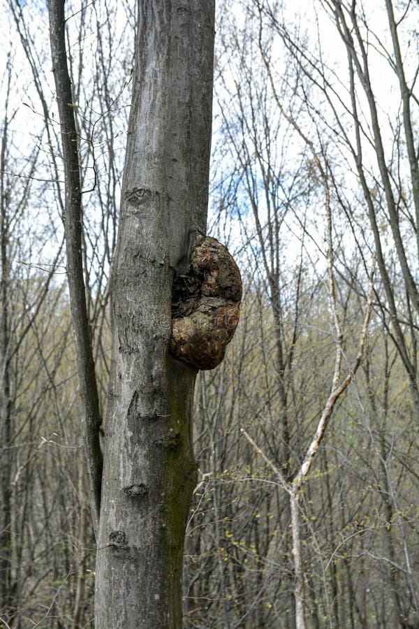 A Large Burr or Burl on the Trunk of a Birch in the Forest Stock Photo ...