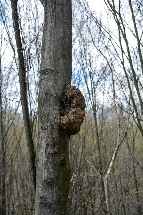 A Large Burr or Burl on the Trunk of a Birch in the Forest Stock Image ...
