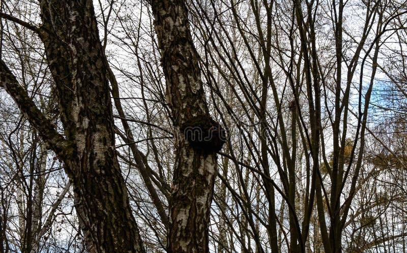A Large Burr or Burl on the Trunk of a Birch in the Forest Stock Photo ...