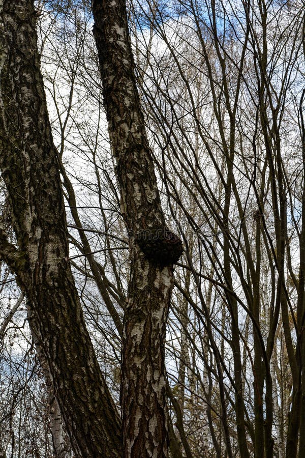 A Large Burr or Burl on the Trunk of a Birch in the Forest Stock Photo ...