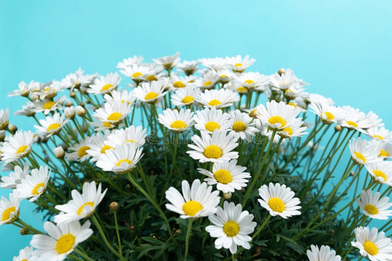 Large Bush Beautiful Blooming White Daisies Blue Background Stock ...