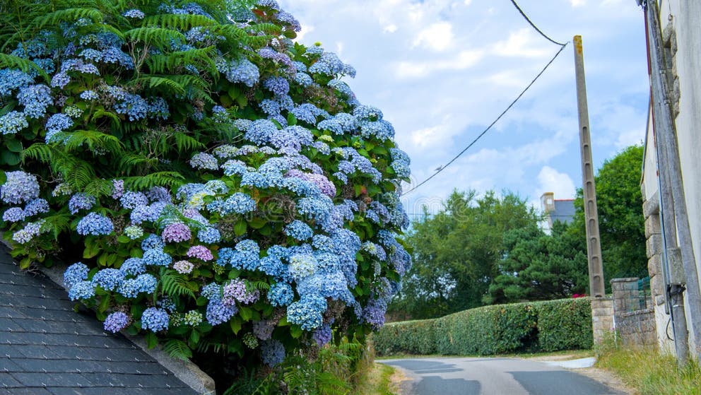A Large Bush of Beautuful Full Blooming Hydragia in Blue Colour Stock ...