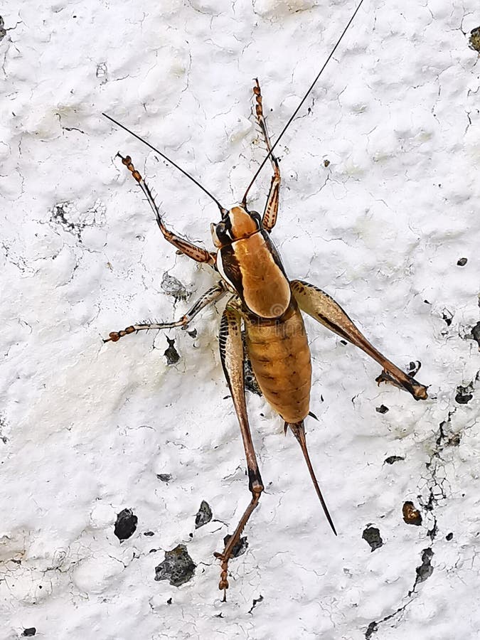 Large Bush Cricket stock image. Image of pest, cricket - 223973747