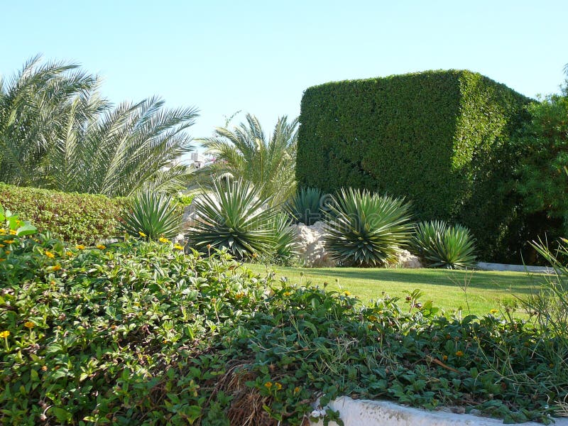 Large bush stock image. Image of vegetation, landscaping - 213876603