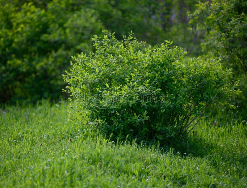 Large Bush with Green Leaves in a Spring Park Stock Photo - Image of ...