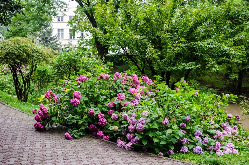 Large bush of hydrangea stock image. Image of bromelia - 43027455