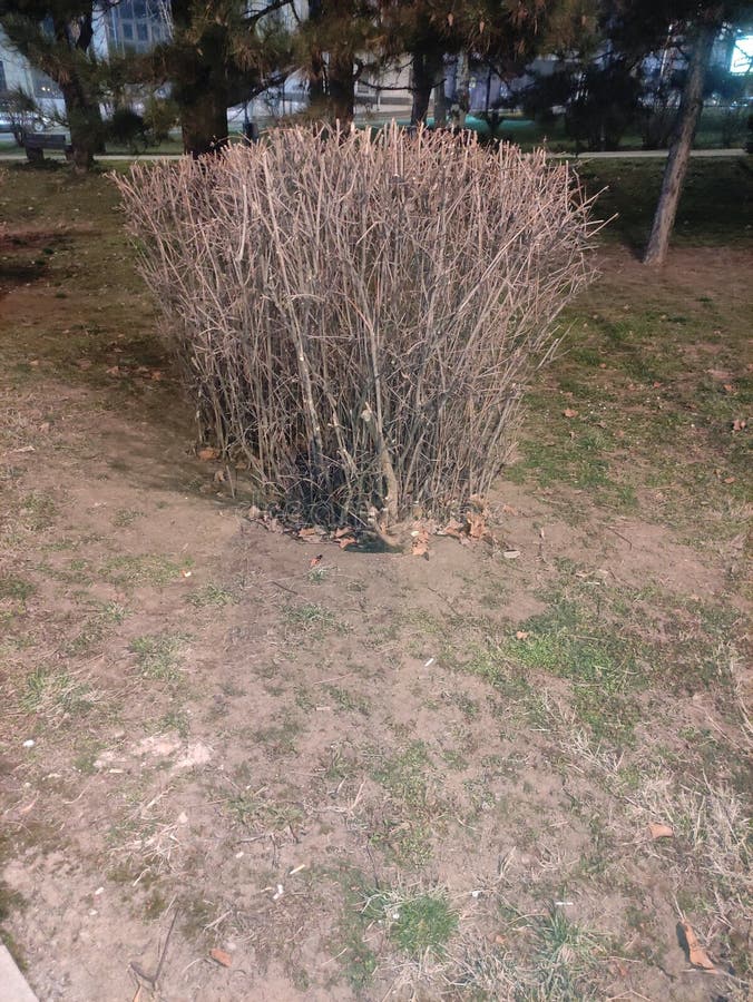 Large Bush Yellow Flower on Isolated White Background Stock Photo ...