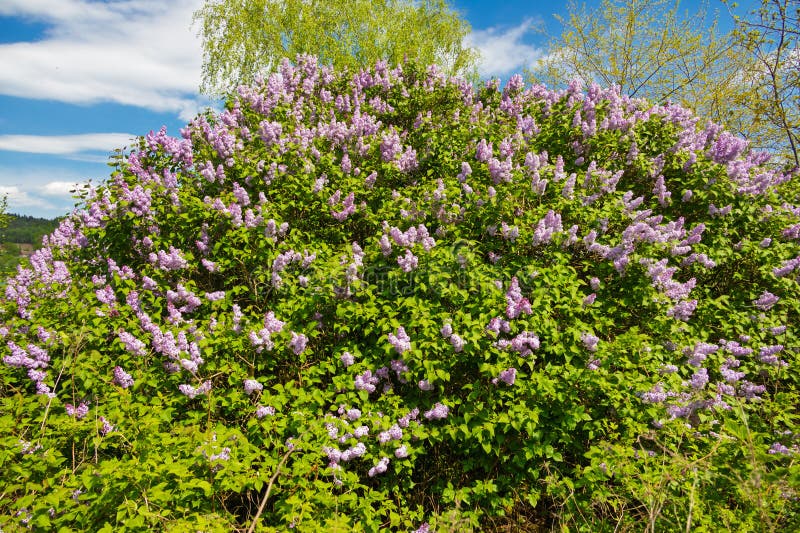A Large Bush with Purple Lilac Flowers. Stock Photo - Image of blossom ...