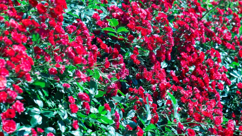 Large Bush of Red Flowers Bush in Bloom Stock Photo - Image of leaf ...