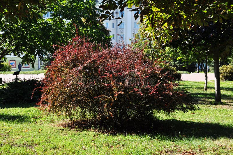 A Large Bush with Red Leaves. a Bush on a Green Lawn Stock Photo ...