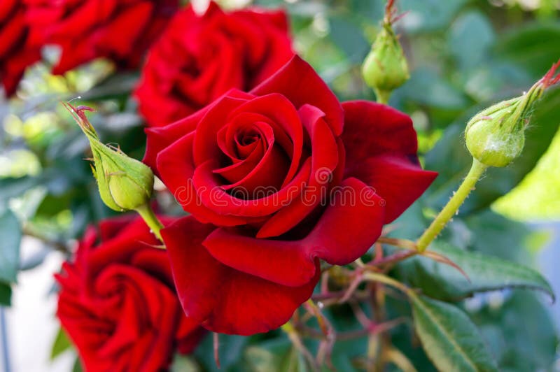 Large Bush of Red Roses on a Background of Nature Stock Photo - Image ...