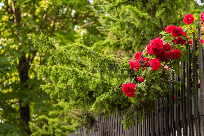 A Large Bush of Red Roses in a City Park. Frame for Postcards Stock ...