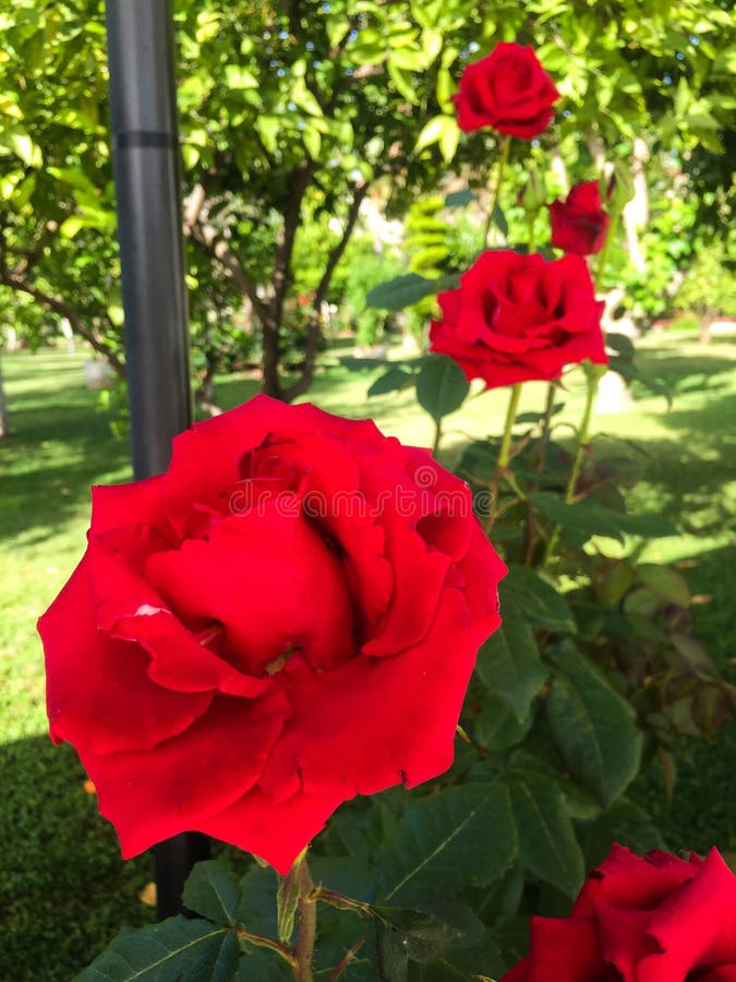 Large Bush of Red Roses in a Park Stock Image - Image of blossom ...