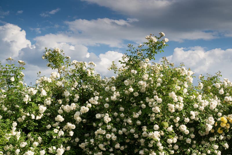 Large Bush of White Roses Against a Blue Sky with Clouds Stock Image ...