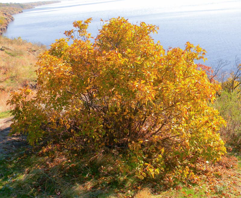 Large Bush with Yellowed Leaves on the River Bank Stock Image - Image ...