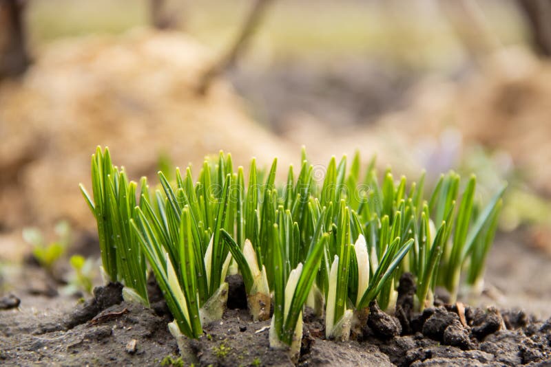 A Large Bush of Young Green Plants Sprout from the Ground in Early ...