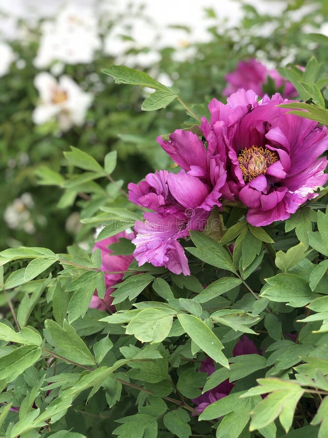 Large Bushes of Peonies with Purple Flowers Stock Image - Image of ...