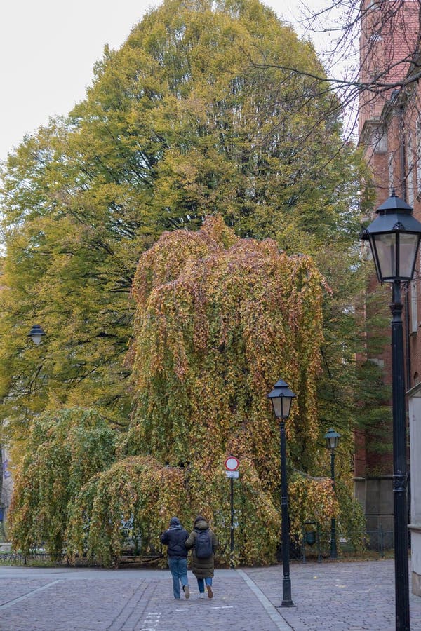.a Large, Bushy Tree with Green Leaves Growing by a Building with a ...