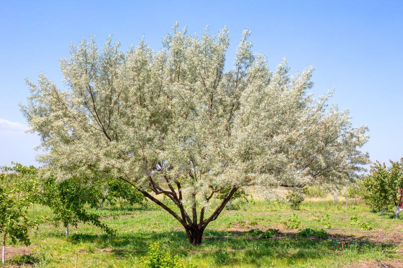 A Large Bushy Tree of Silver Oleaster in a Clearing in the Garden on a ...