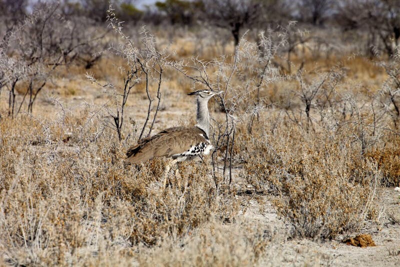 Large Bustard, Ardeotis Kori, in the Bush Namibia Stock Image - Image ...