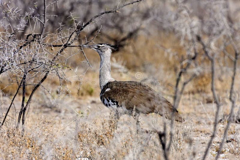 Large Bustard, Ardeotis Kori, in the Bush Namibia Stock Image - Image ...