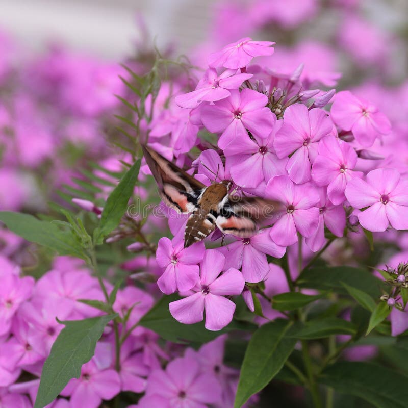 Large Hawk Moth Hovering Above Purple Flowers Stock Image - Image of ...