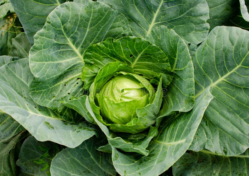 Cabbage head stock image. Image of ripening, food, autumn - 229566311