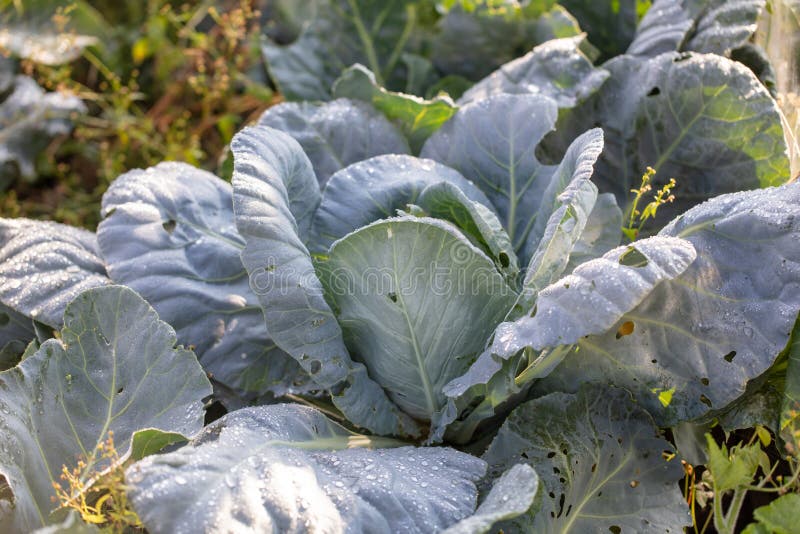 Large Cabbage Leaves in the Ground. Stock Photo - Image of farm, large ...