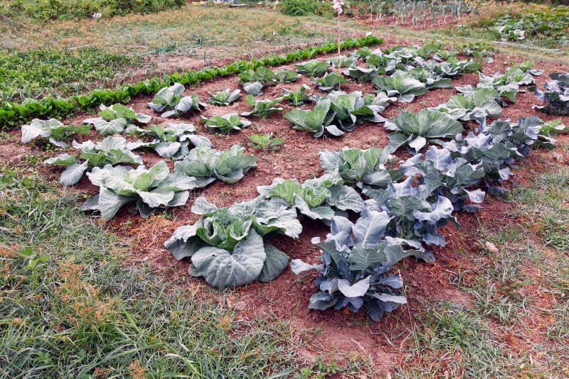 Large Cabbage Patch stock image. Image of rural, rewarding - 78541677