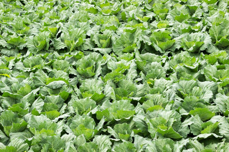 Large Cabbage Plantation Ground Stock Image - Image of season, natural ...