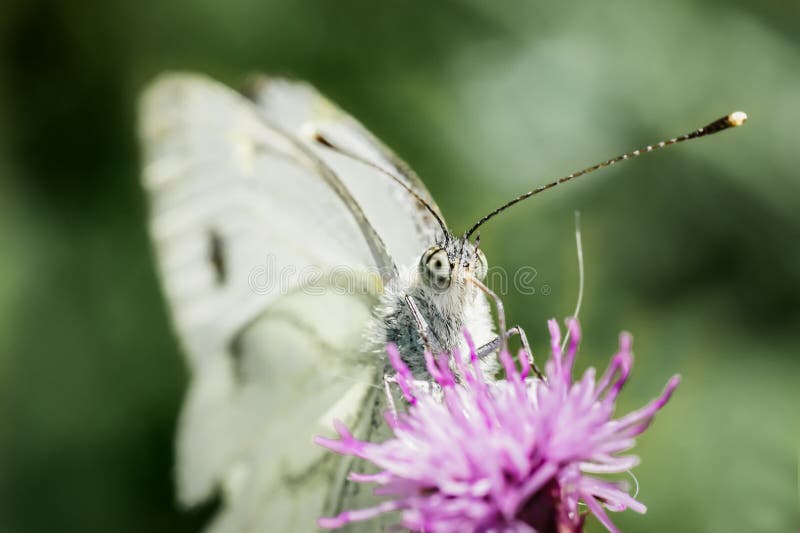 The large cabbage white stock image. Image of bloom - 192337755
