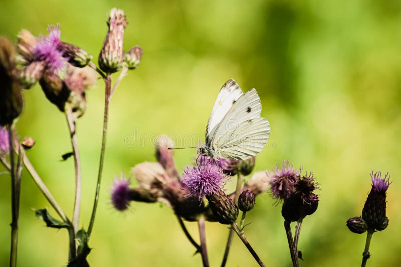The large cabbage white stock image. Image of close - 192337827