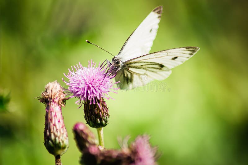 Large Cabbage Garden, Economic Crop Stock Photo - Image of economic ...