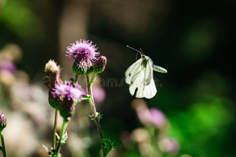 The Large Cabbage White during the Flight Stock Photo - Image of beauty ...