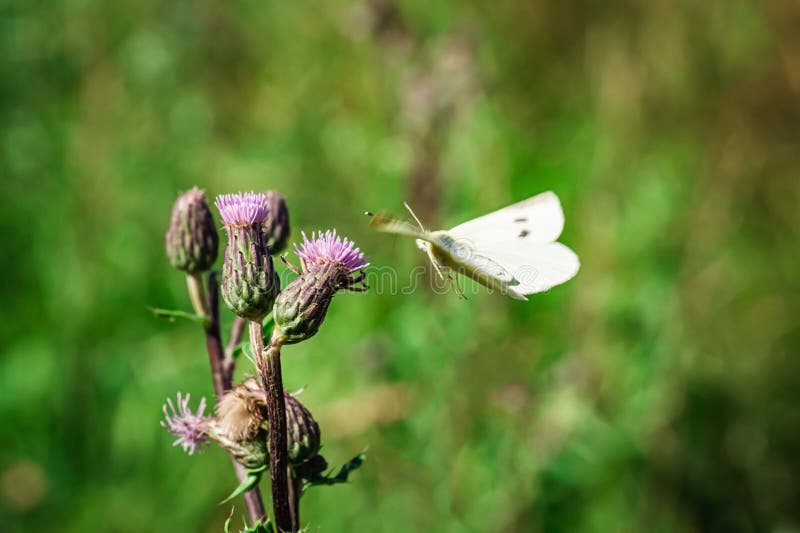 The Large Cabbage White during the Flight Stock Photo - Image of ...