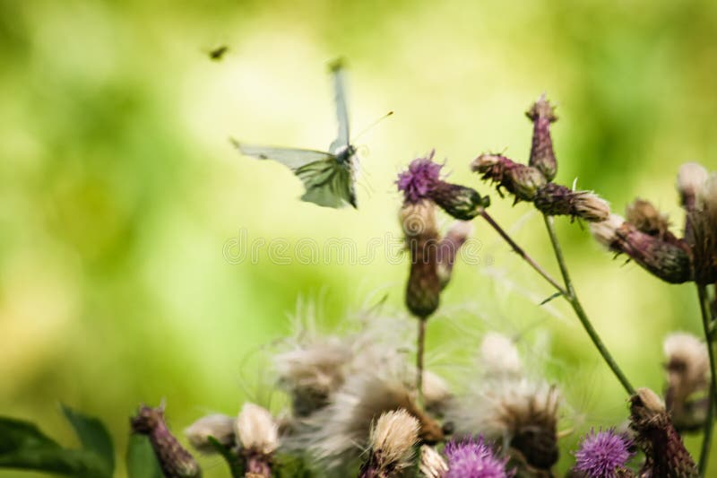 The Large Cabbage White during the Flight Stock Image - Image of cute ...