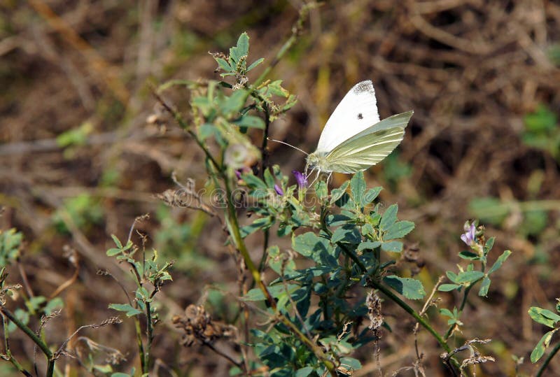 Large Cabbage White stock image. Image of green, petal - 127532711