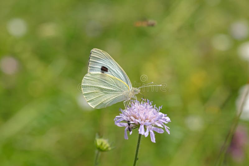 Large Cabbage White (Pieris Brassicae). Stock Photo - Image of large ...