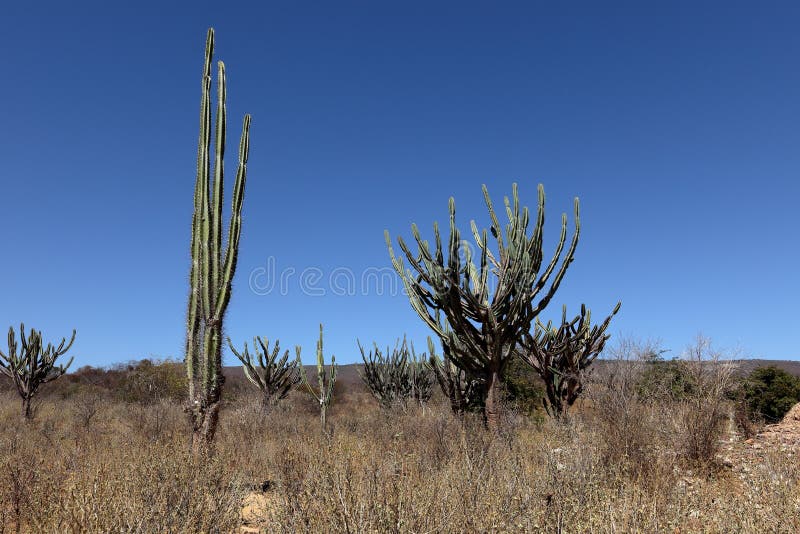 Large Cacti in the Caatinga Landscape of Brazil Stock Image - Image of ...