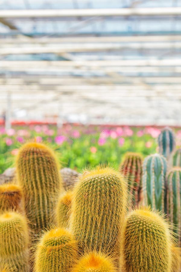 Large Cacti in a Greenhouse Stock Photo - Image of cultivate, growth ...