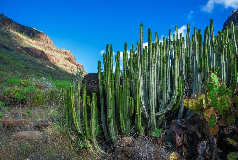 Large Cacti Near Rock. Nature Background Stock Image - Image of island ...