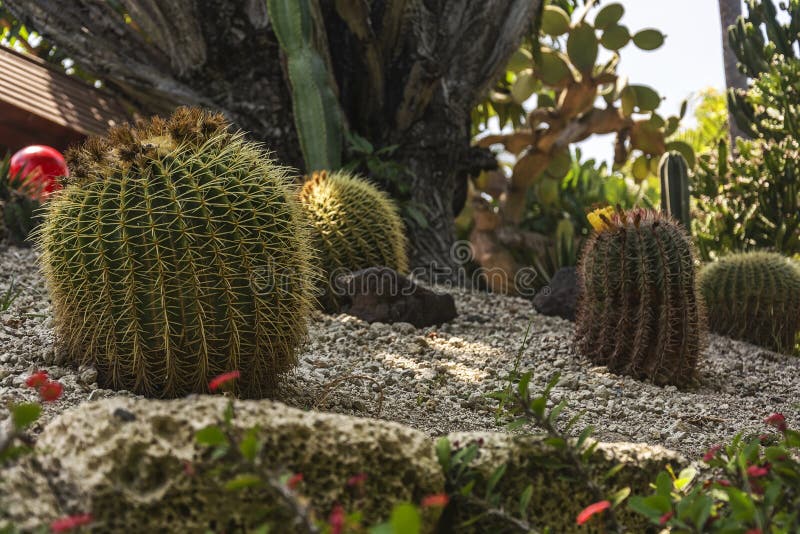 Large Cacti of Round Form on Sandy Ground Stock Image - Image of ...
