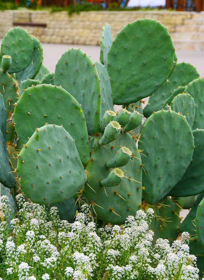 Brazilian Cacti. Peninsula. Wild Nature. Mountains And The Atlantic ...